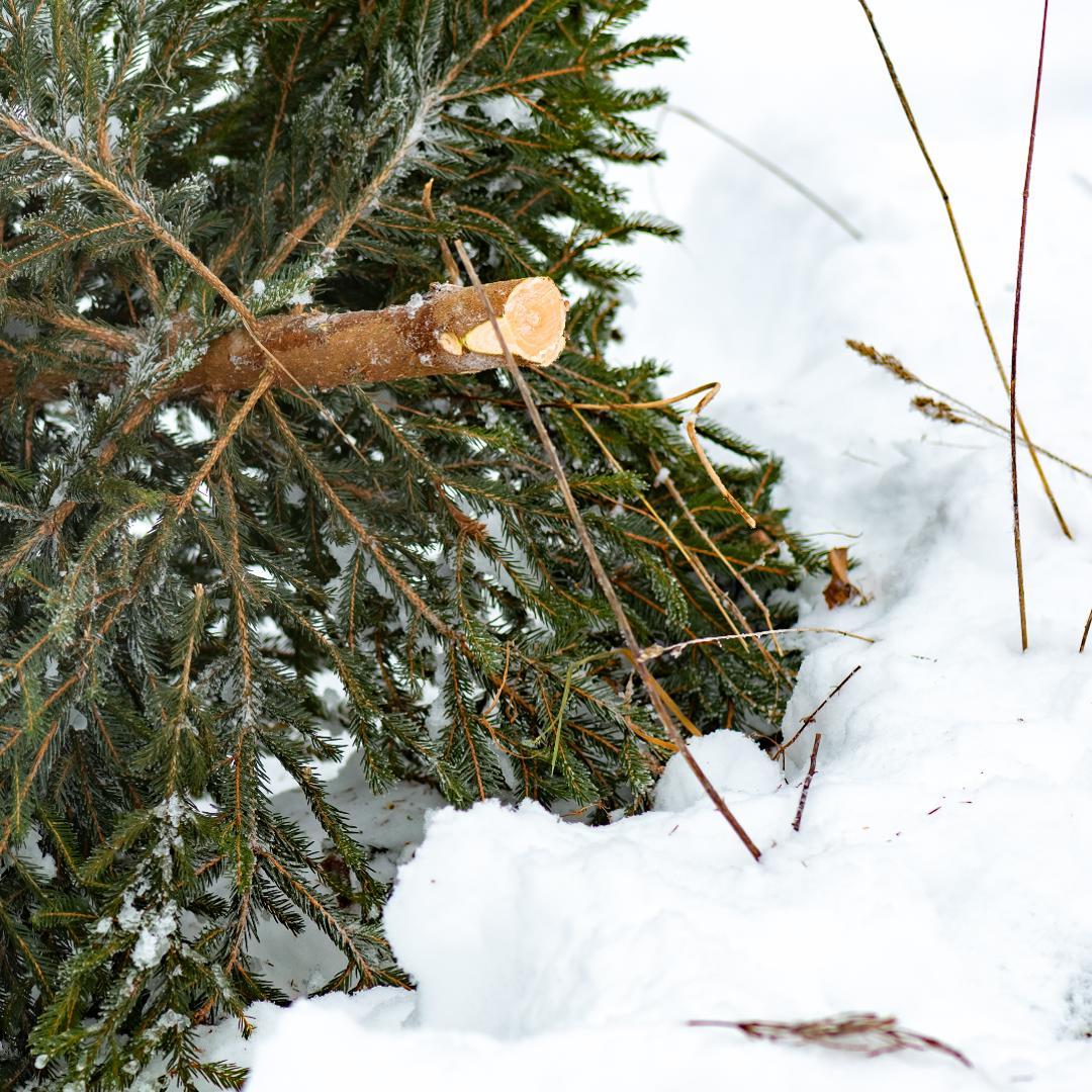 Christmas tree permits reduced to $1 in Oregon and Washington as BLM ...
