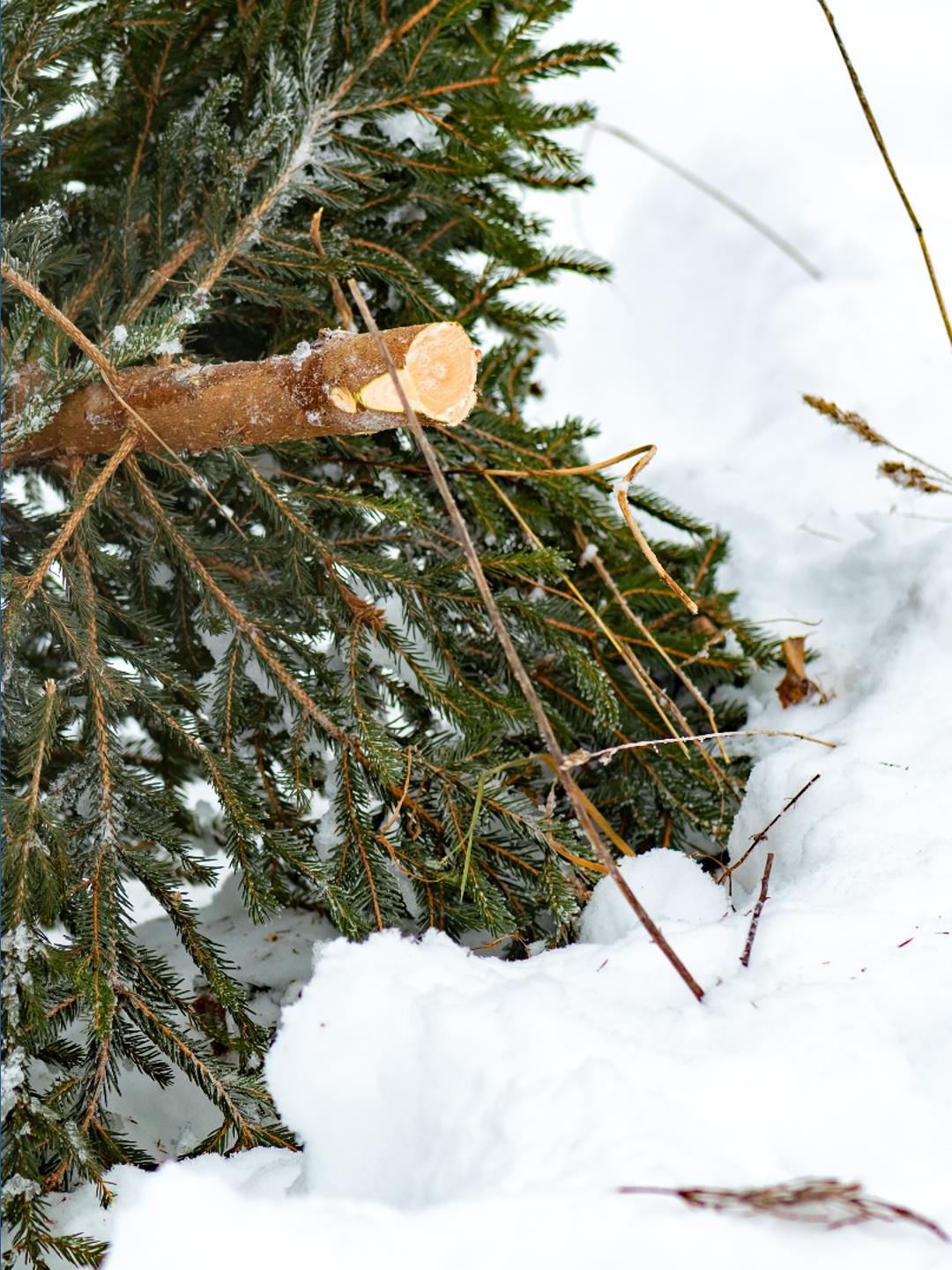 Christmas tree permits reduced to $1 in Oregon and Washington as BLM ...
