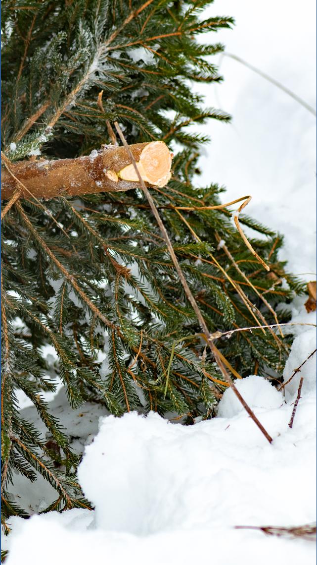 Christmas tree permits reduced to $1 in Oregon and Washington as BLM ...