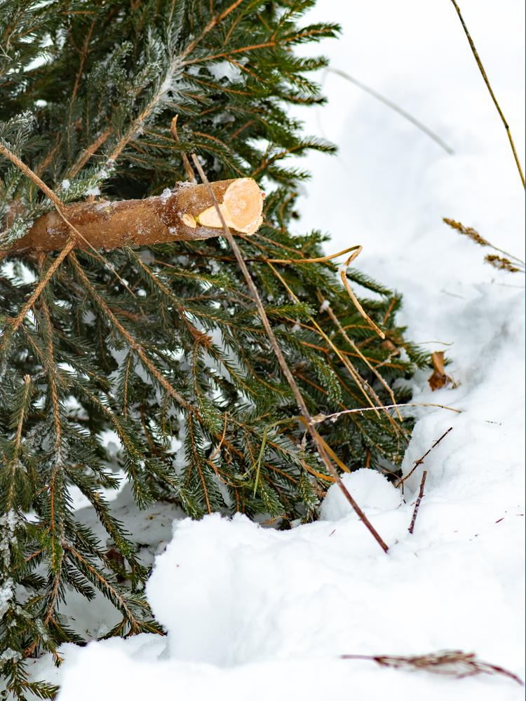 Christmas tree permits reduced to $1 in Oregon and Washington as BLM ...