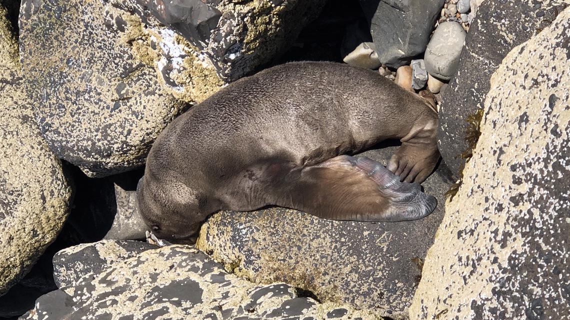 Volunteers say human impact likely killed endangered sea lion pup | kgw.com