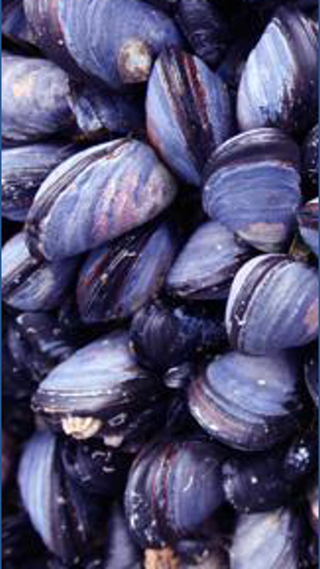FDA issues recall alert for shellfish harvested in Washington state ...