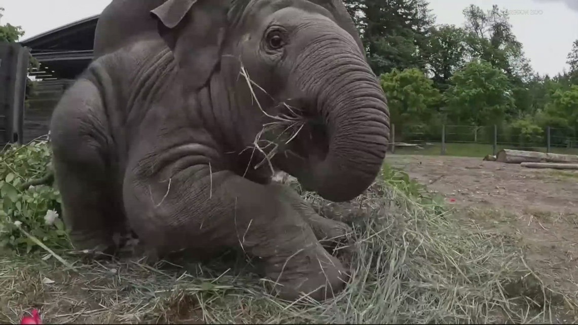Oregon Zoo's baby elephant Tula-Tu turns 6 months old | kgw.com