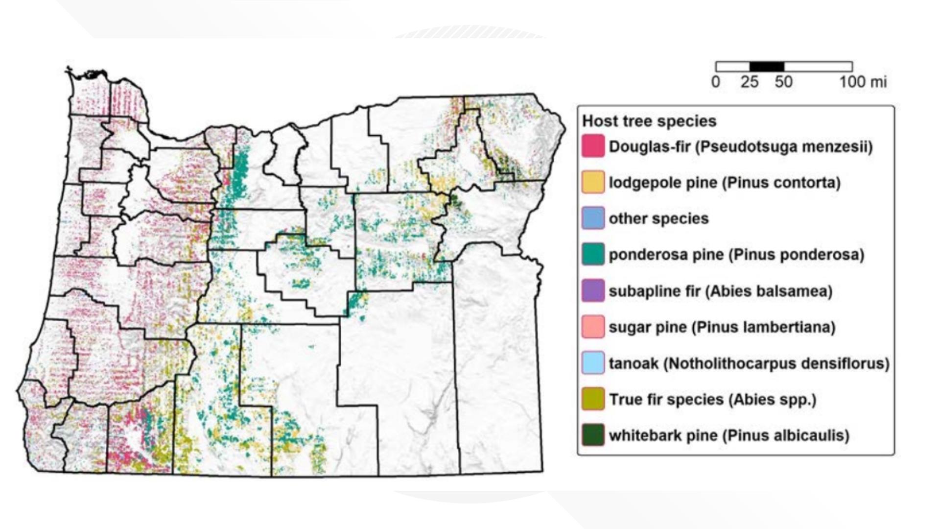 Oregon forest health suffering as insects and disease impact more trees ...