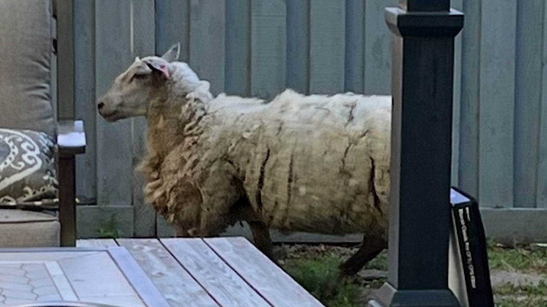 Police: Lost sheep seen wandering Beaverton neighborhood returned | kgw.com