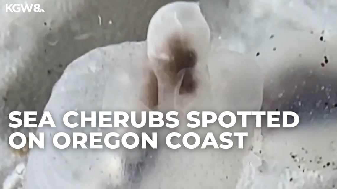 Rare "sea cherubs" sea slugs spotted on Oregon coast | kgw.com