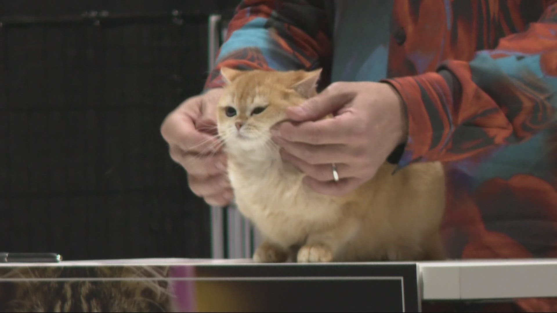 'Catstravaganza' brings cat lovers from around the globe to Portland ...