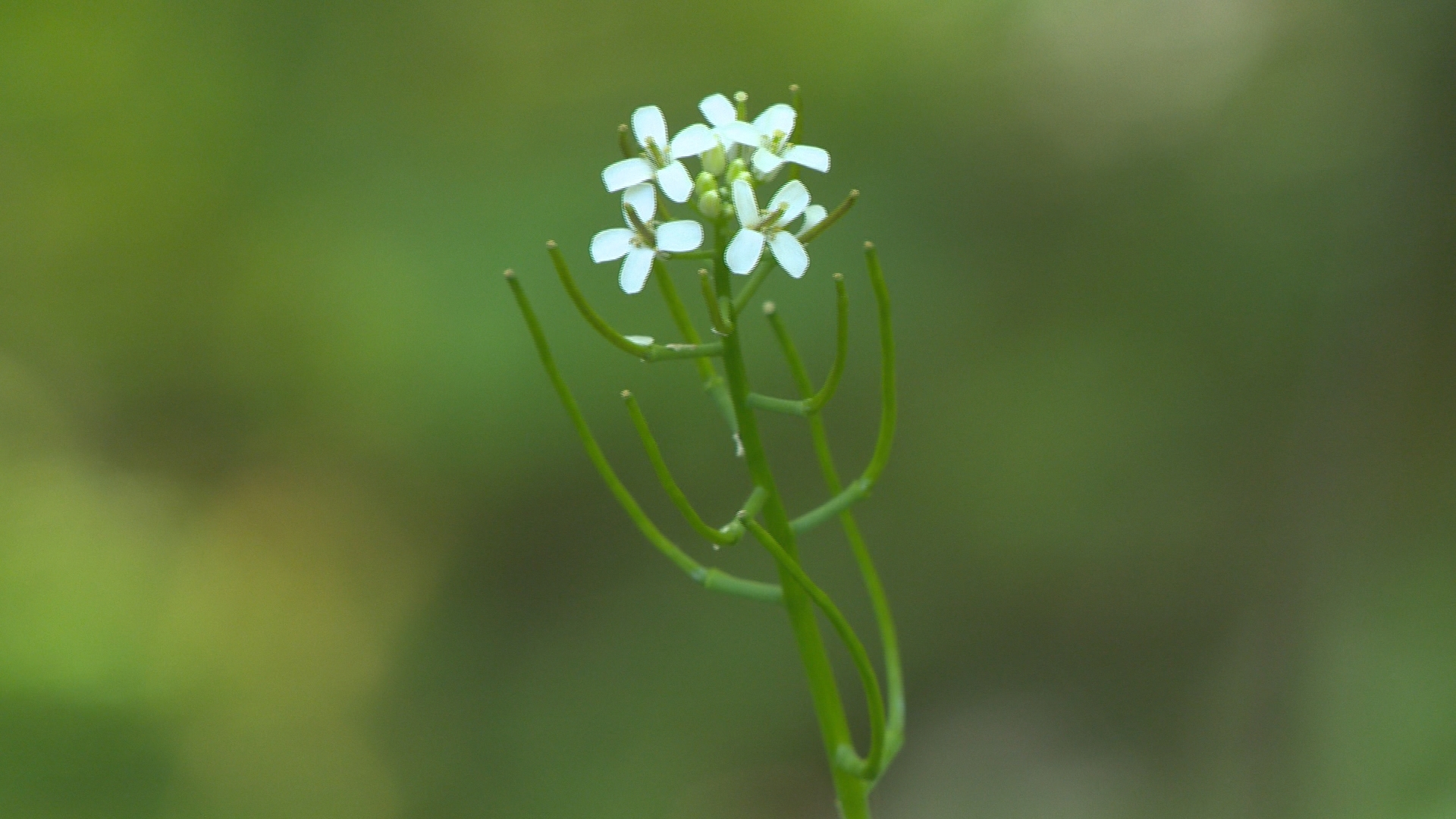 Portland conservation group battles garlic mustard, an invasive plant ...