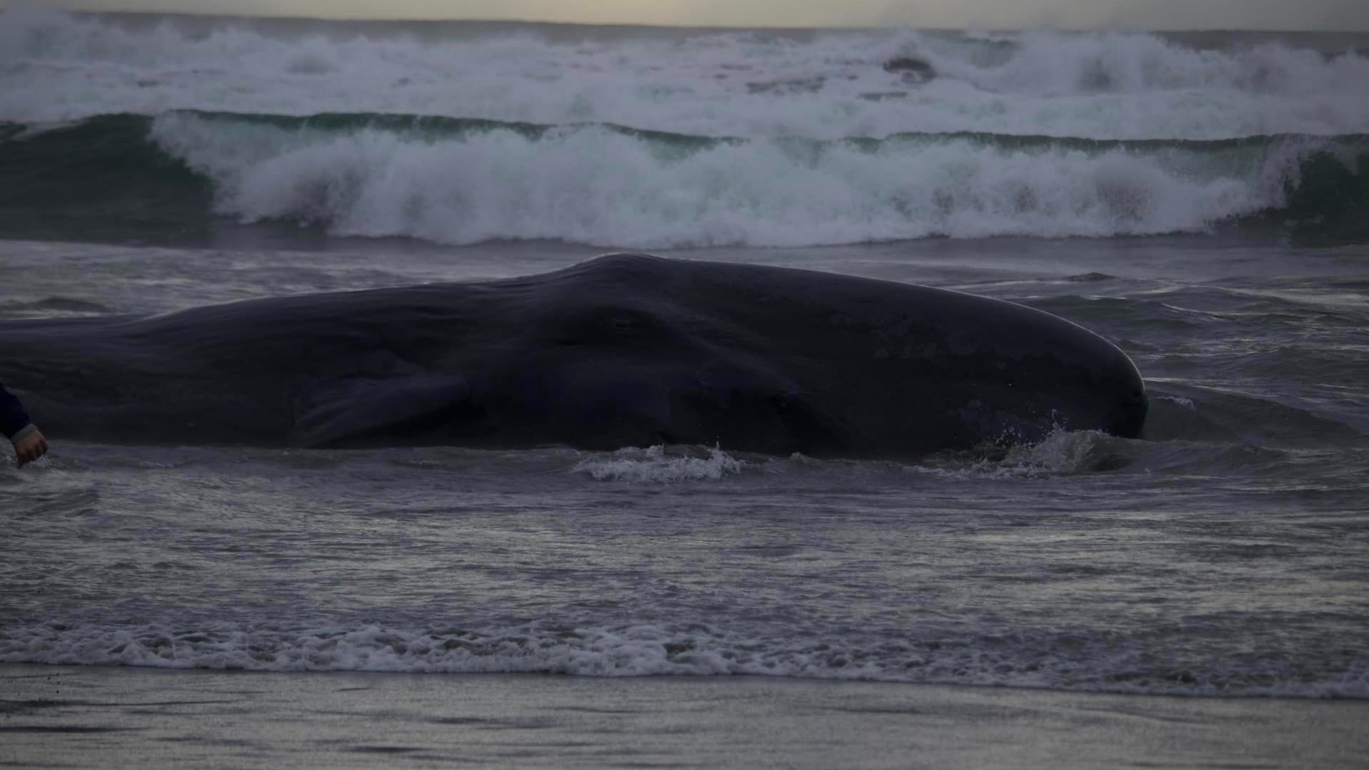 40-foot-long whale washed up on the Oregon coast | kgw.com