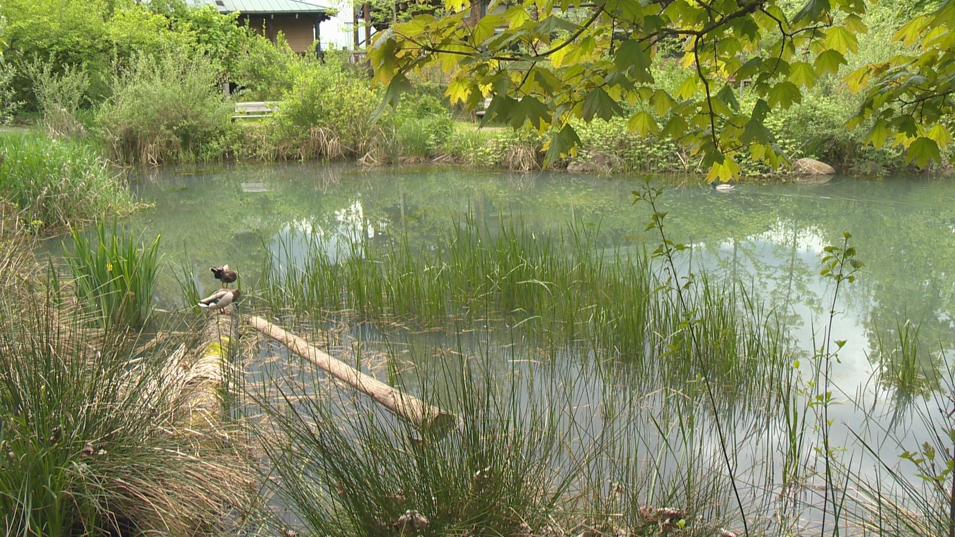 Learn how to identify wetland plants at local workshop | kgw.com