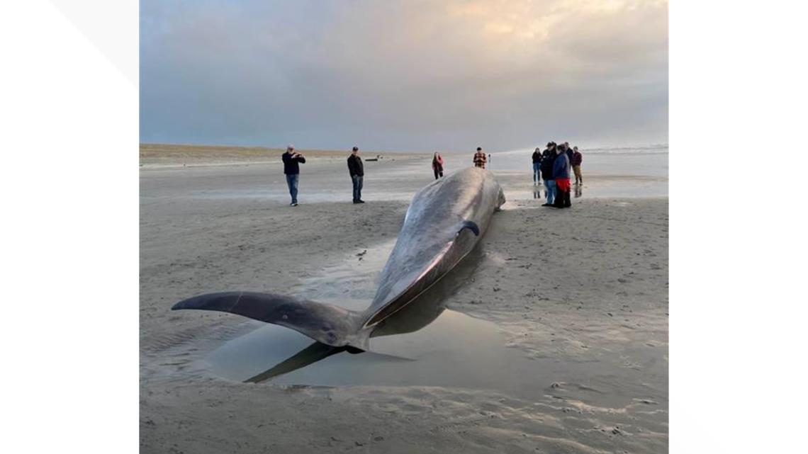 Dead whale washes up on Oregon Coast | kgw.com