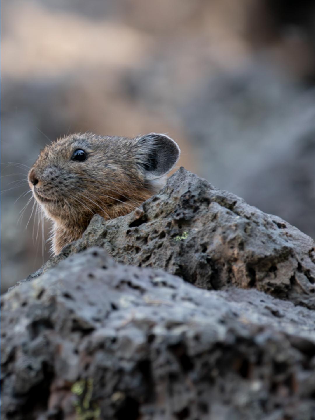 Portland's pika population pops past previous peak | kgw.com