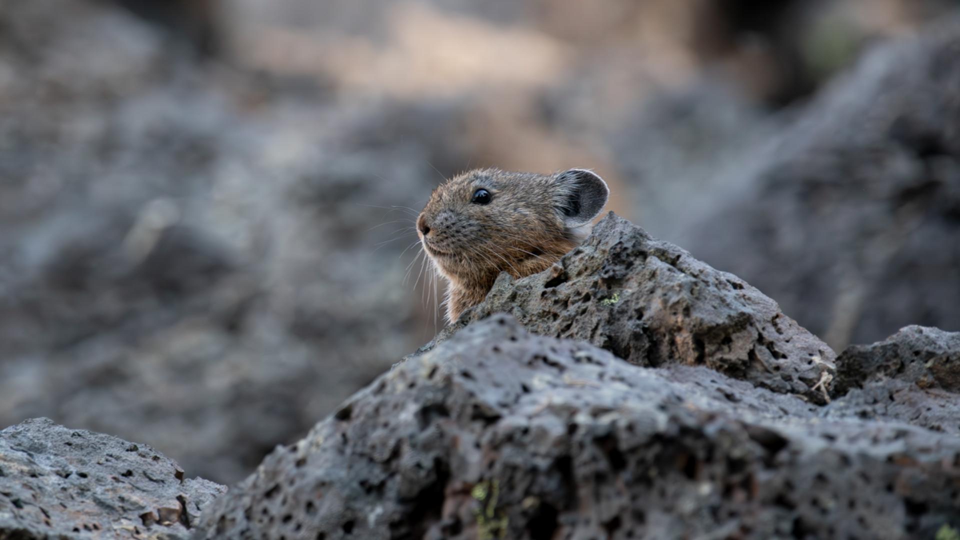 Portland's pika population pops past previous peak | kgw.com