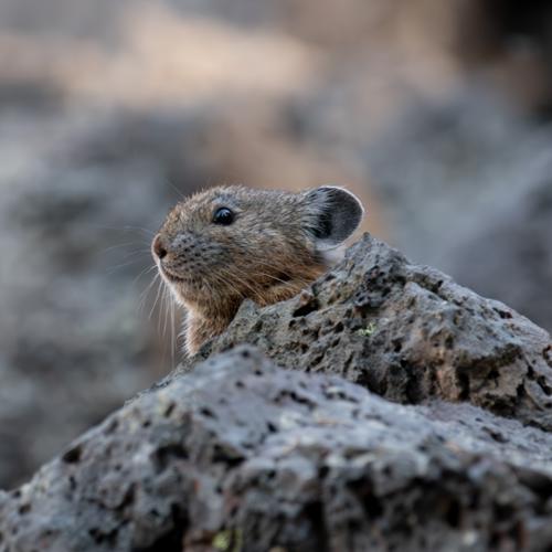 Portland's pika population pops past previous peak | kgw.com