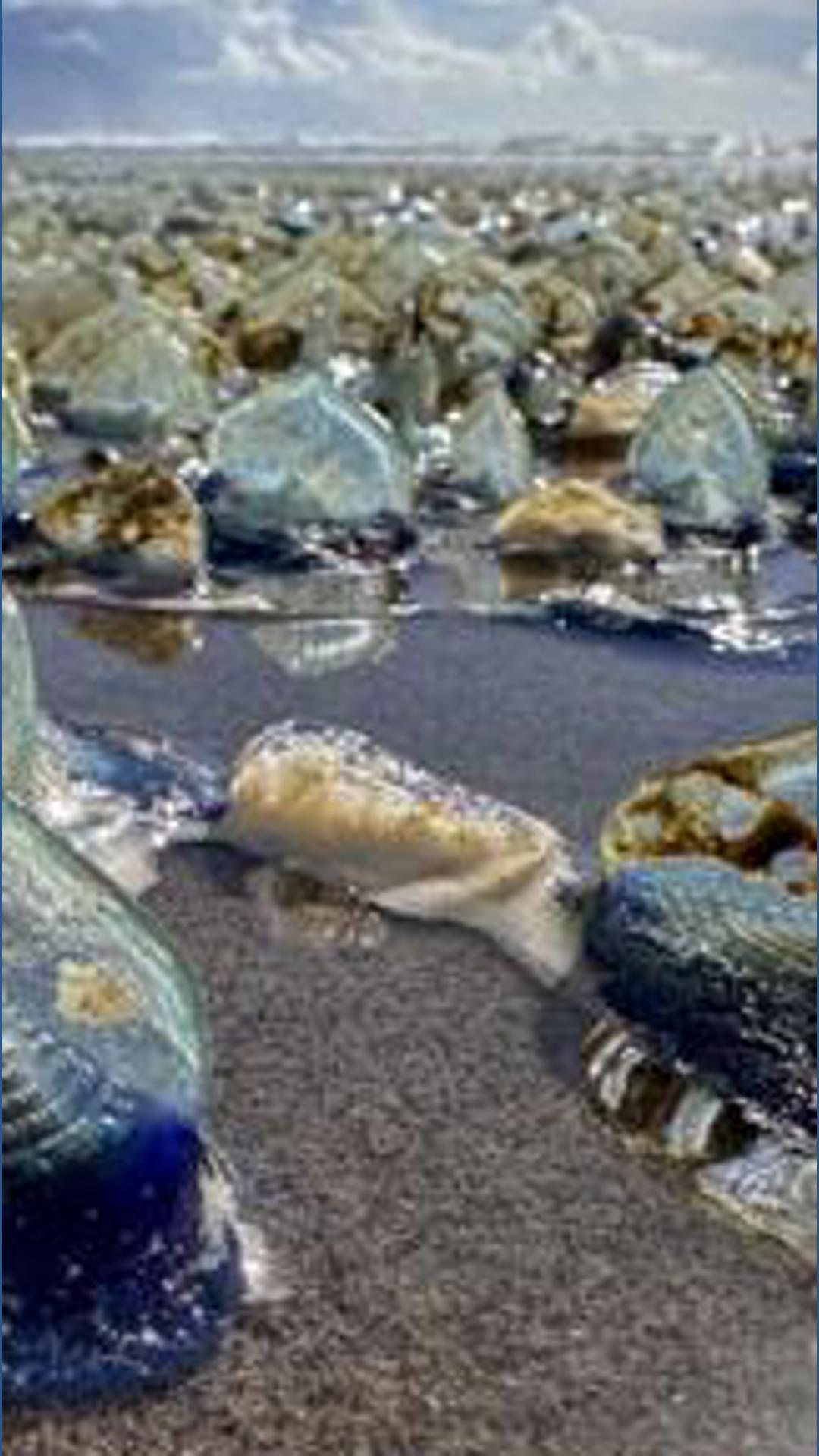 Seeing lots of blue, jellyfish-like creatures on an Oregon beach? Here ...