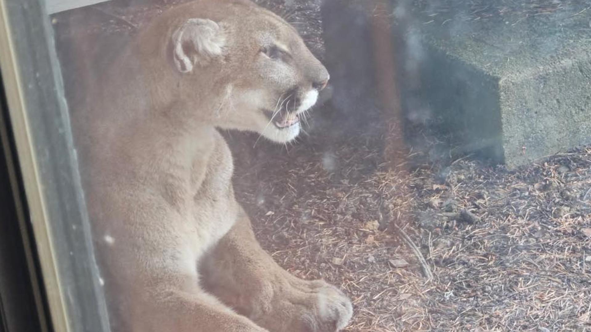 Cougar euthanized in Corvallis after spike in sightings, goat attack ...