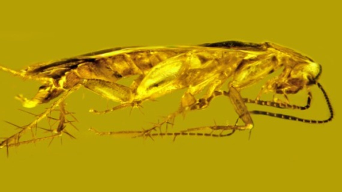 Oregon State researcher discovers new cockroach species | kgw.com