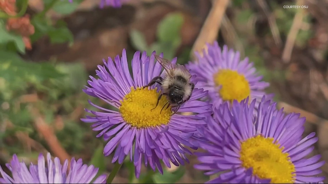 Honeybees in danger with climate change, Pacific Northwest-focused ...