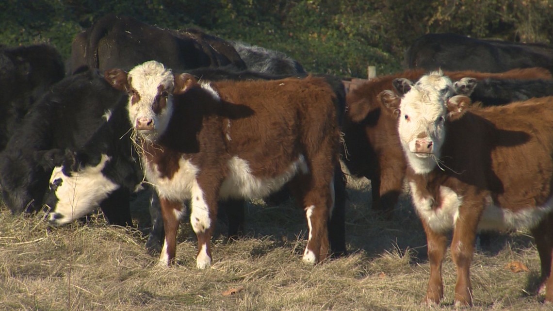 Oregon ranchers launch climate-friendly beef program | kgw.com