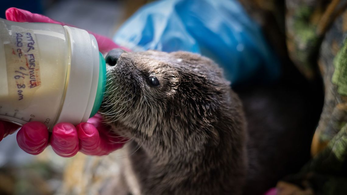 Oregon river otter pup finds permanent home at Kansas City Zoo | kgw.com