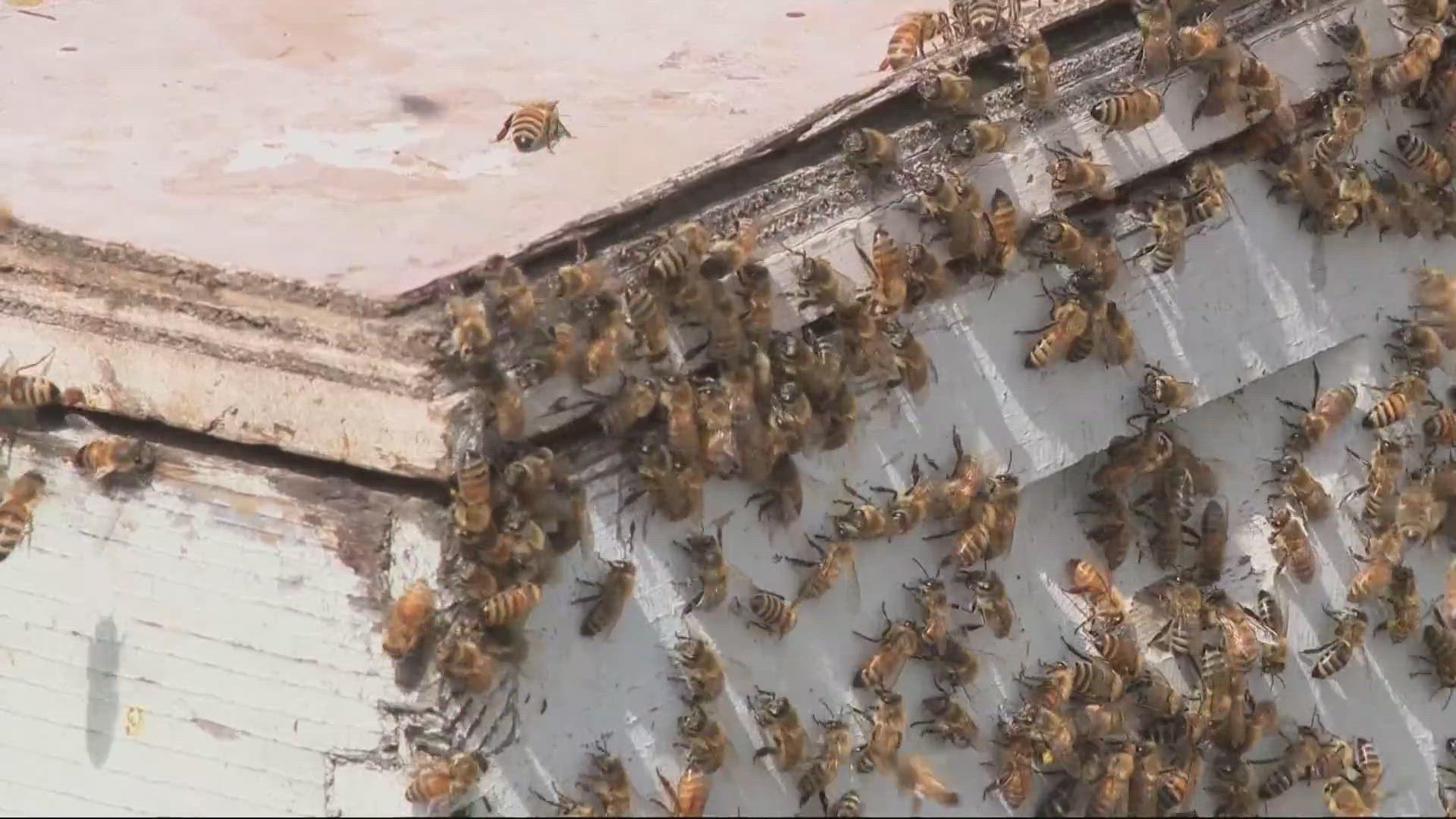 Oregon beekeepers struggling after major bee colony losses | kgw.com