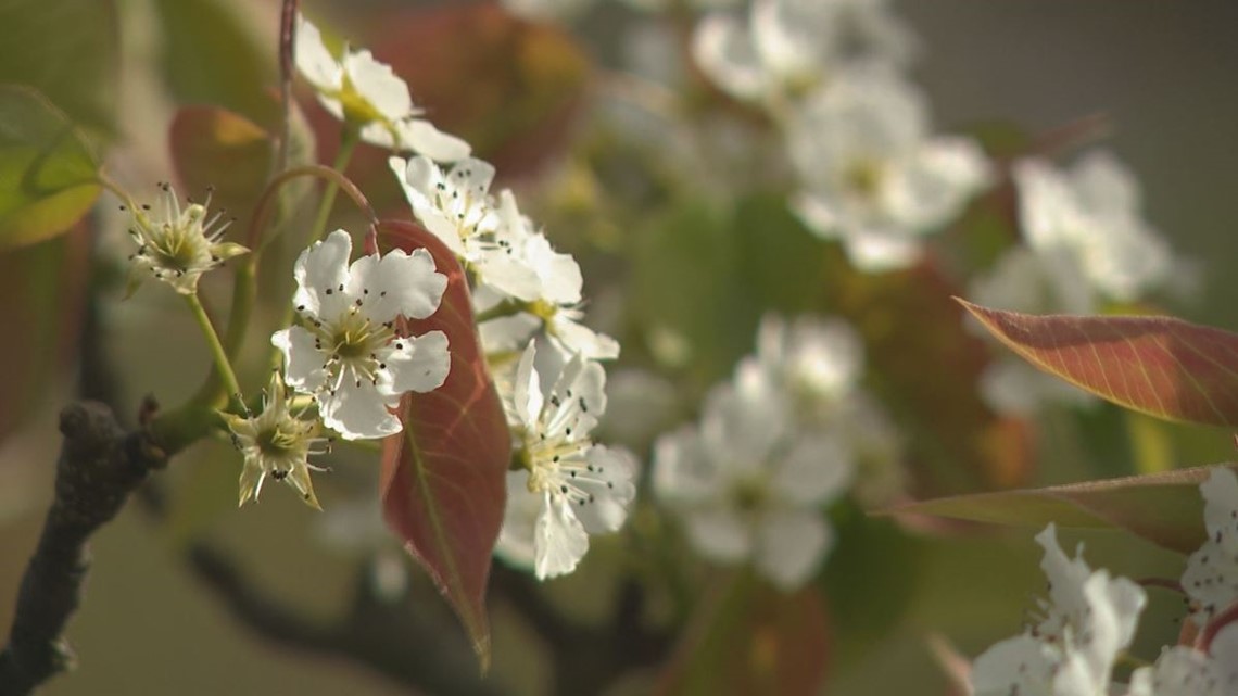 Portland Fruit Tree Project adds some sweetness to Earth Day | kgw.com