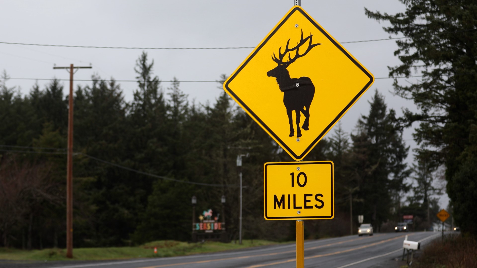 Oregon Coast elk herds targeted in state-sanctioned killings | kgw.com