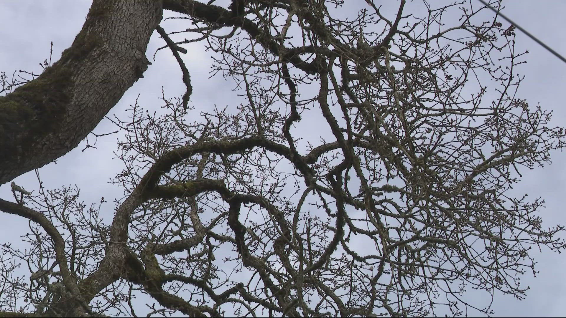 Salem says goodbye to 400-year-old tree | kgw.com