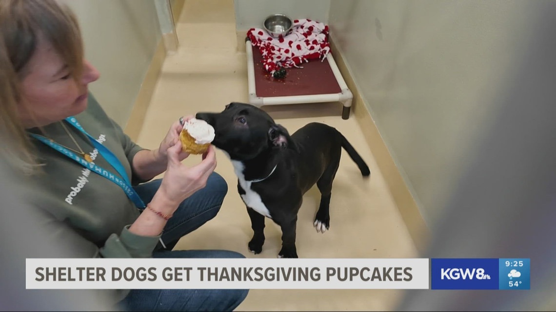 Dogs at Oregon Humane Society get special Thanksgiving treats | kgw.com