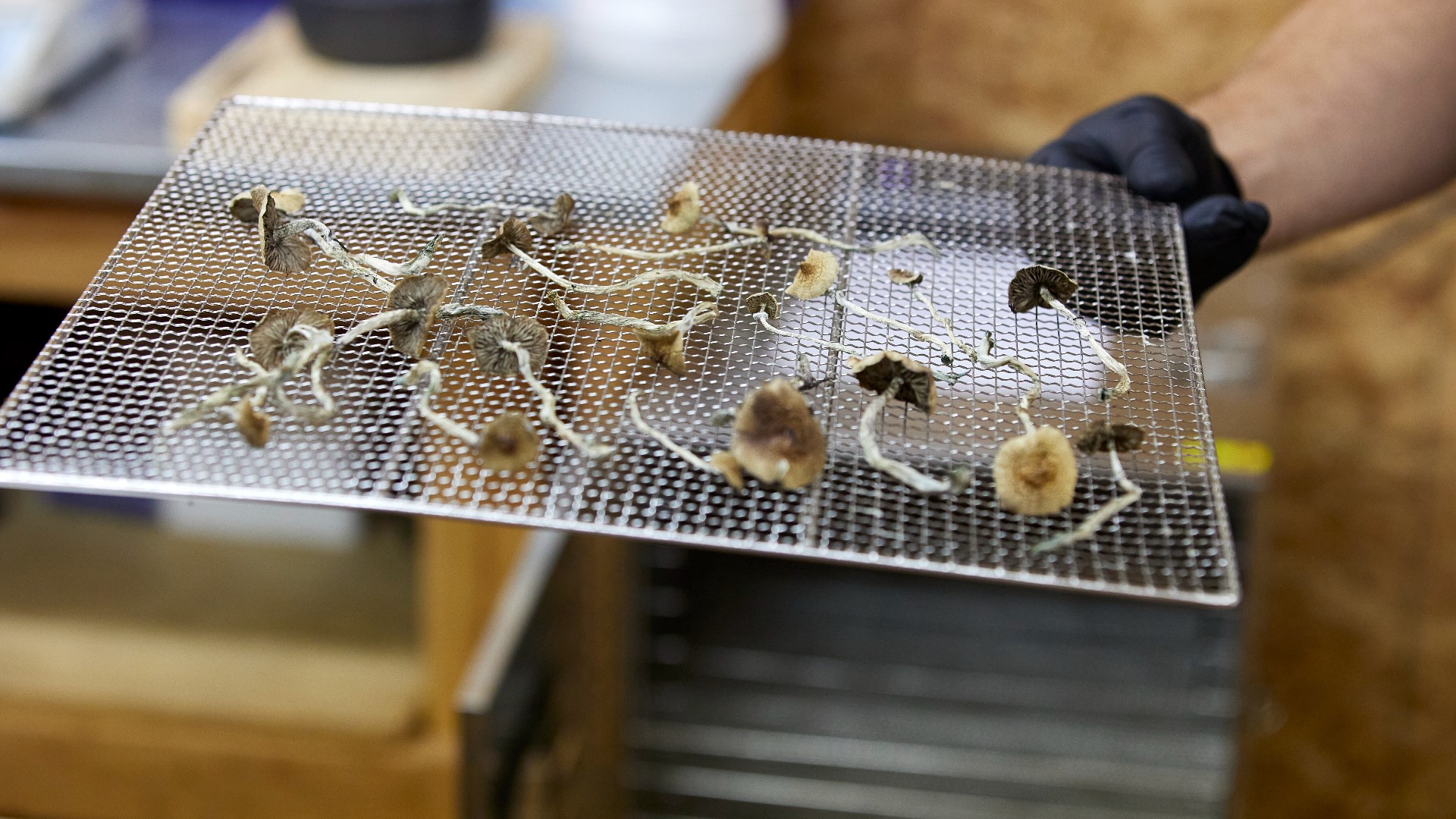 Thousands sign up as Oregon's novel psilocybin experiment begins | kgw.com