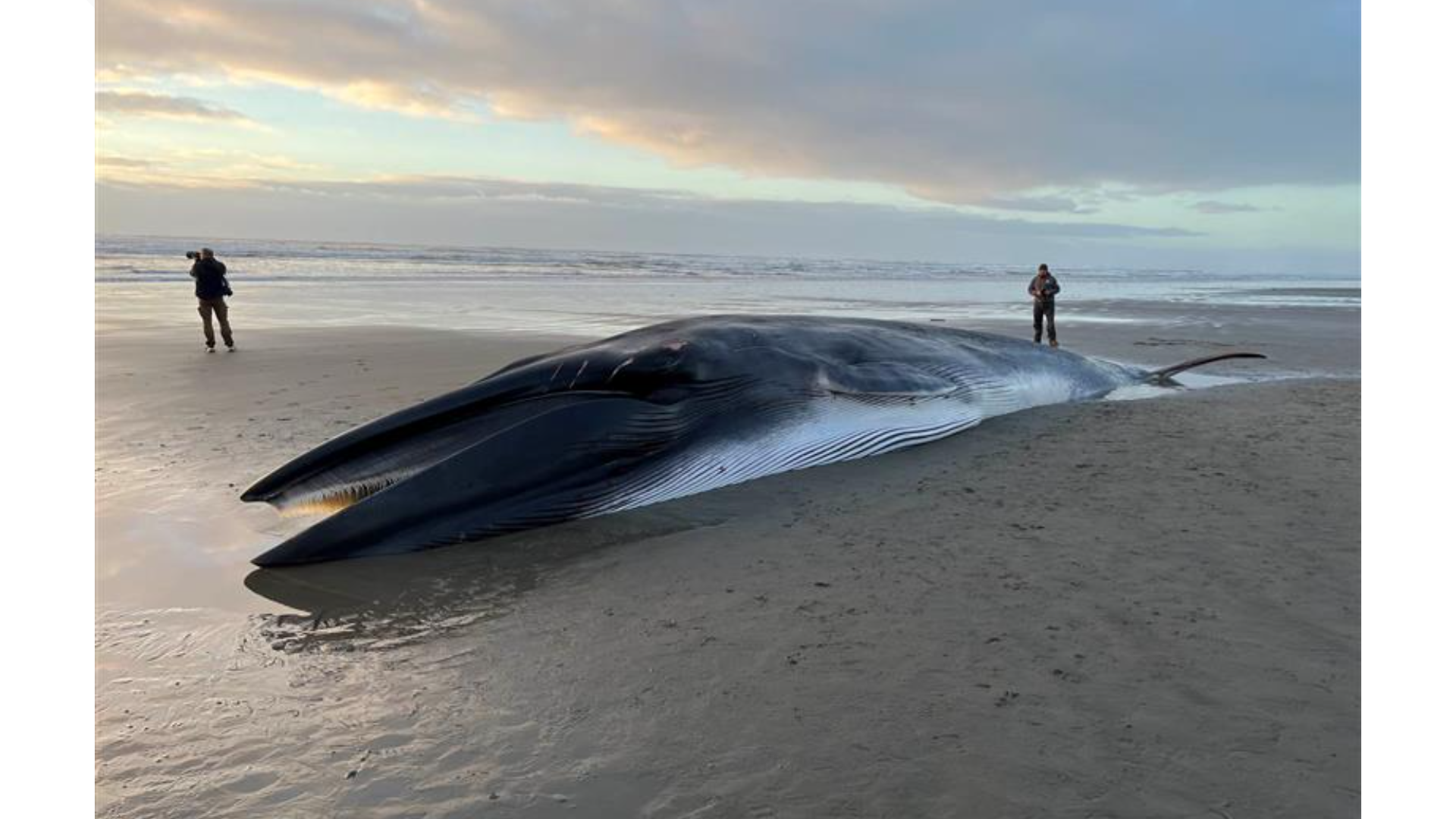 Dead whale washes up on Oregon Coast | kgw.com