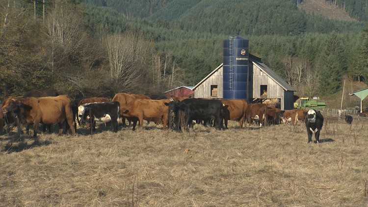 Oregon ranchers launch climate-friendly beef program | kgw.com