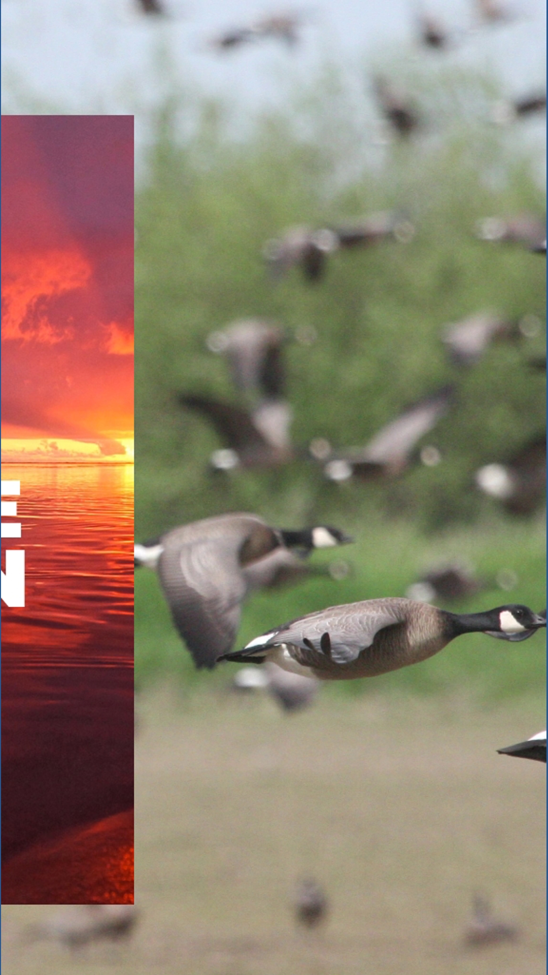 Grant's Getaways: See birds flocking in the thousands on this southern ...
