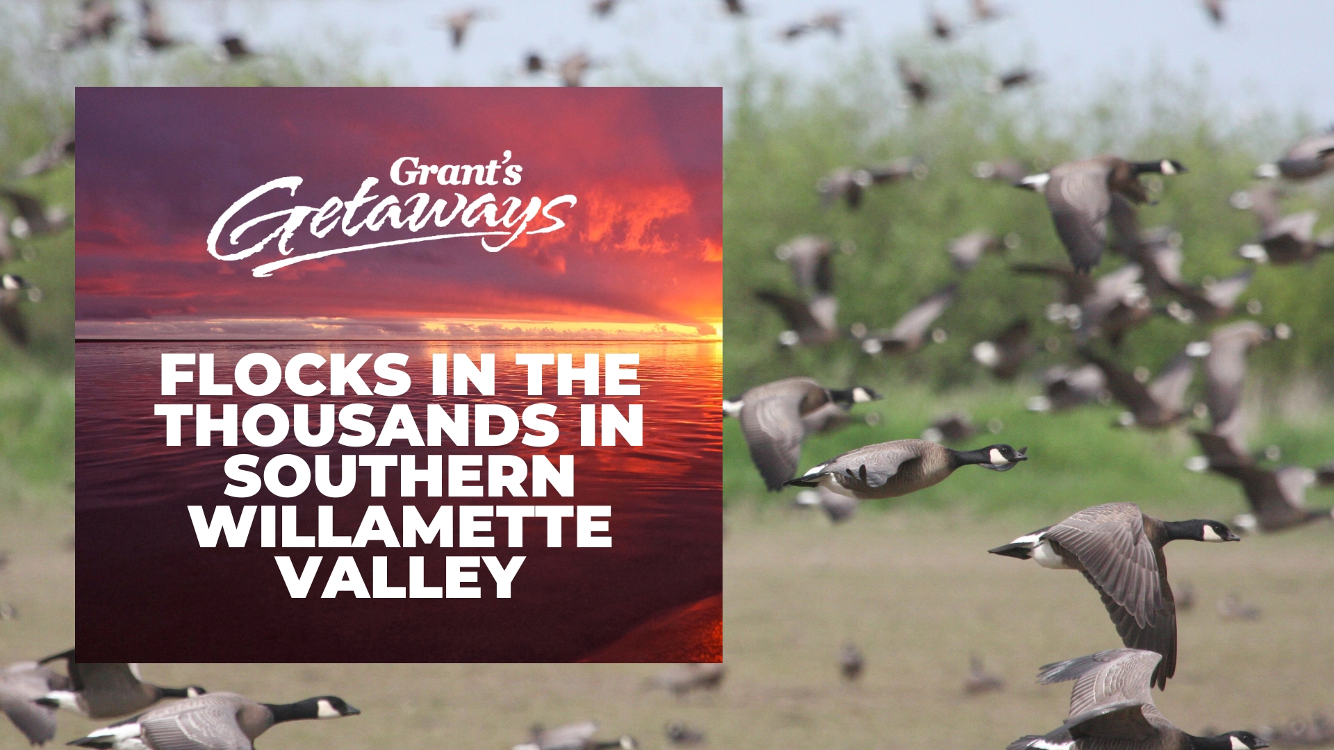 Grant's Getaways: See birds flocking in the thousands on this southern ...