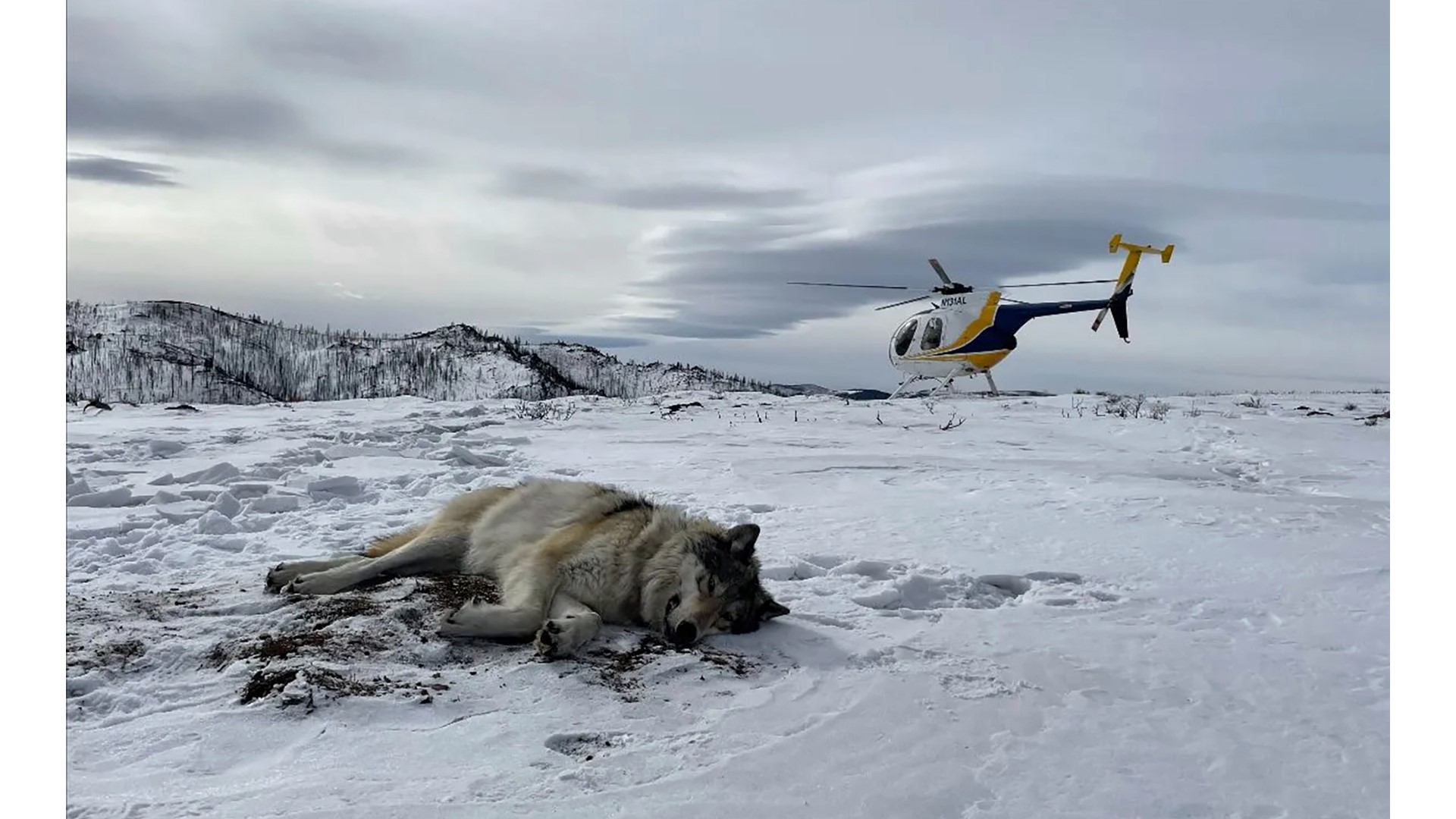 Gray wolf reintroduction in Colorado deepens political divide | kgw.com