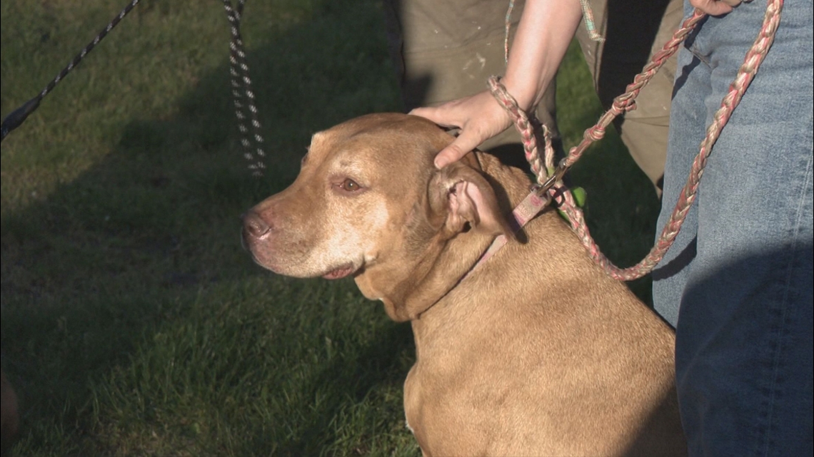 Vancouver couple's dog helps protect them from armed robber | kgw.com