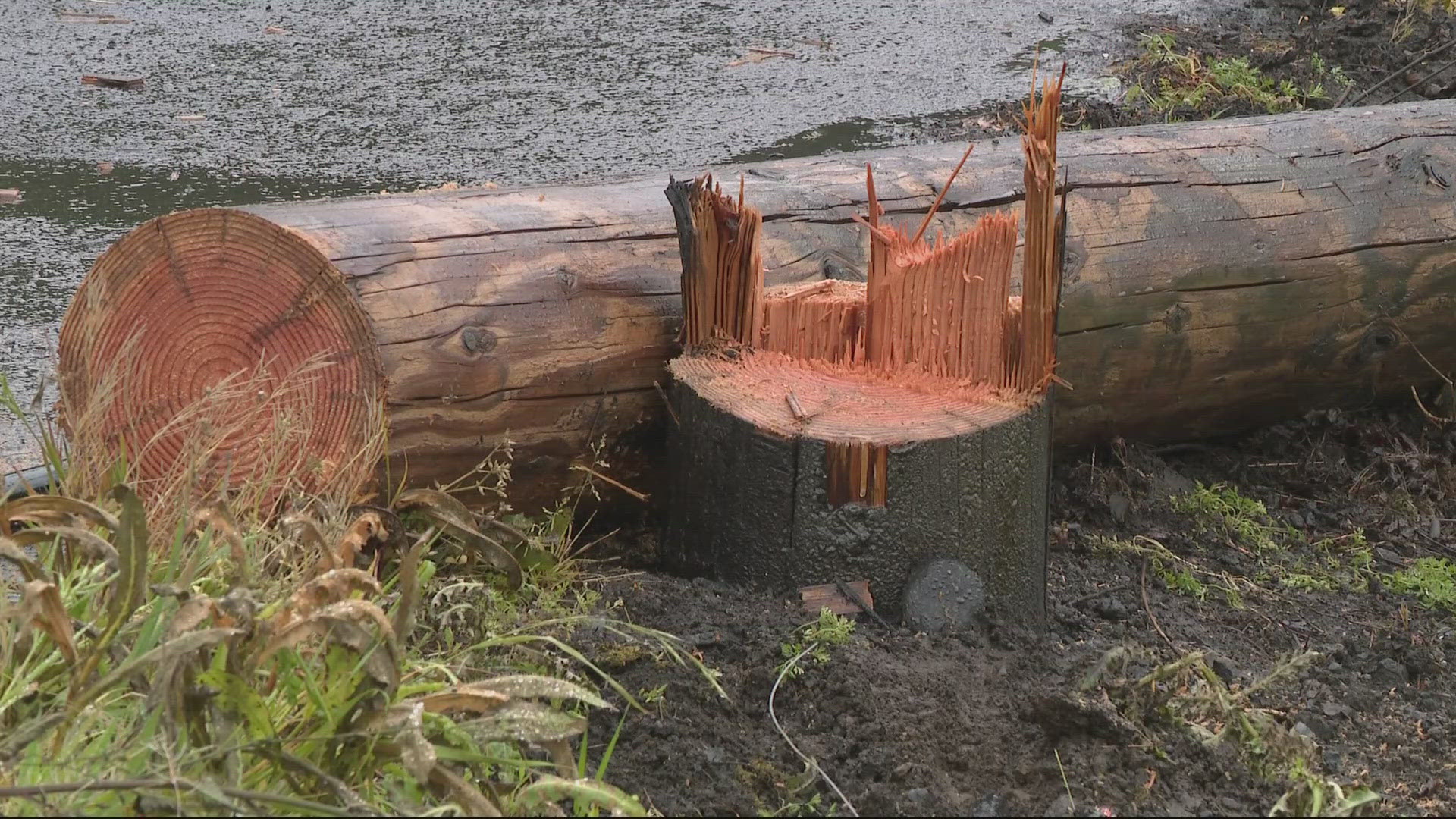 Police: Utility poles in NE Portland 'intentionally' cut | kgw.com