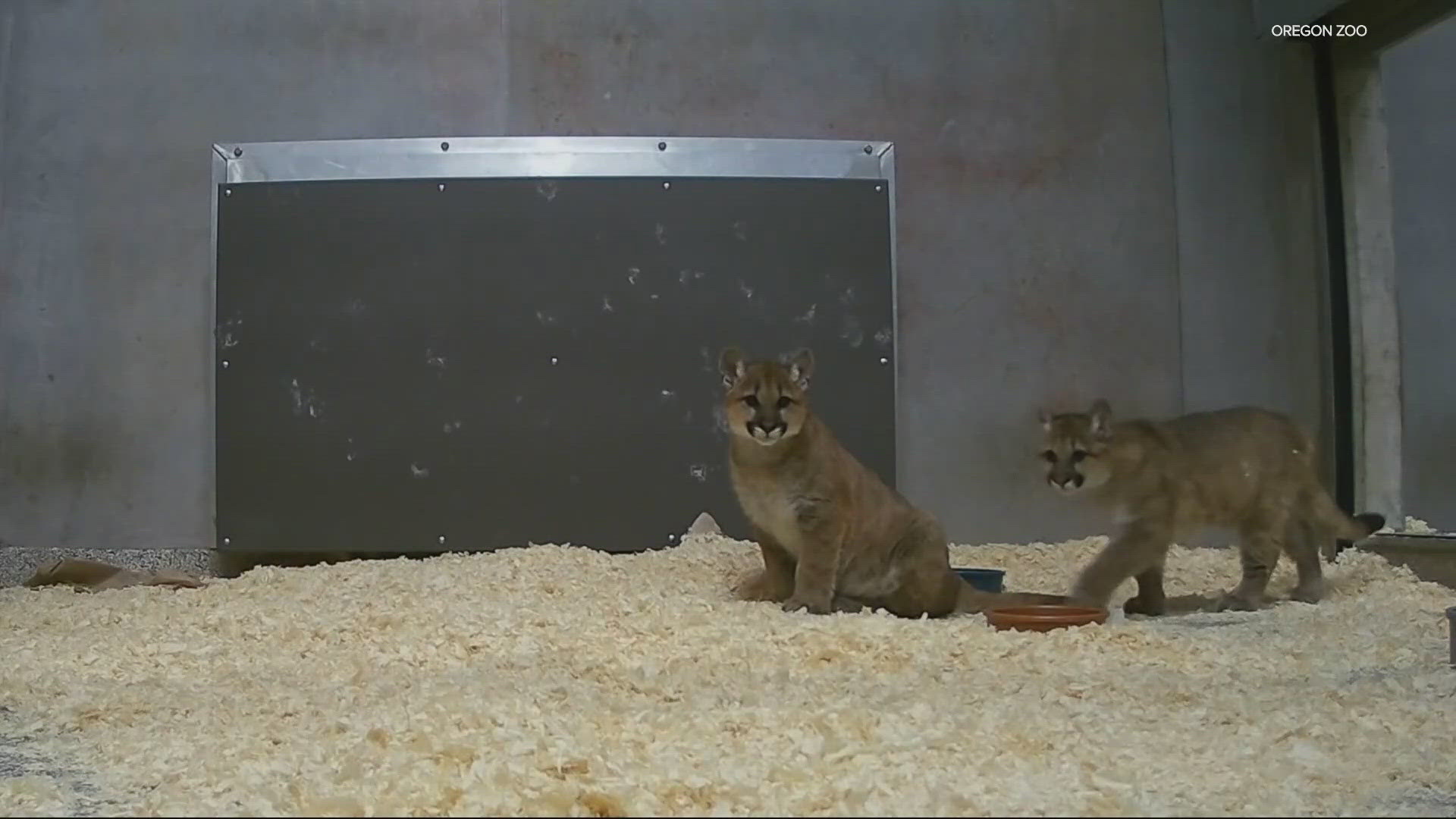 2 cougar cubs found in southwest Washington now thrive at Oregon Zoo ...