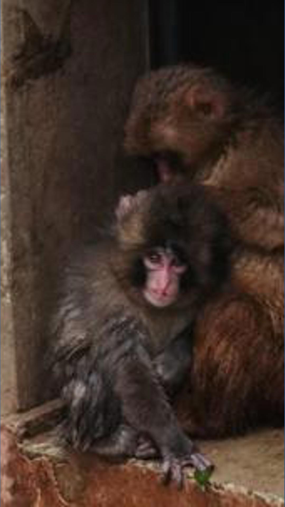Punch the orphan macaque is outgrowing his plushie and making friends ...