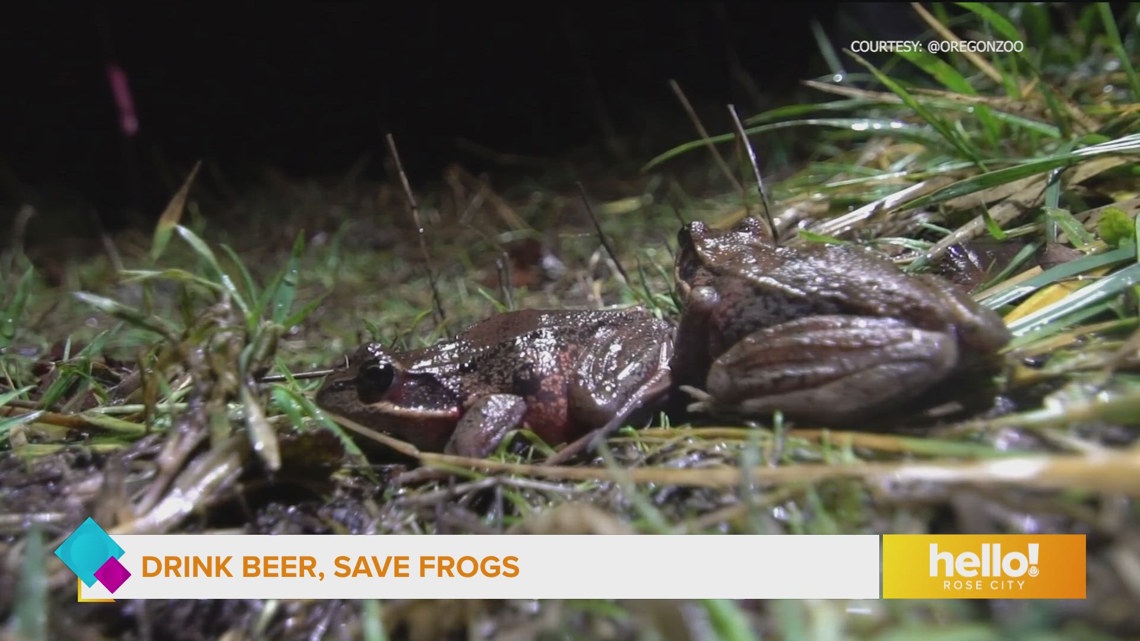 Drink beer and save frogs: The collaboration between Ferment Brewing ...