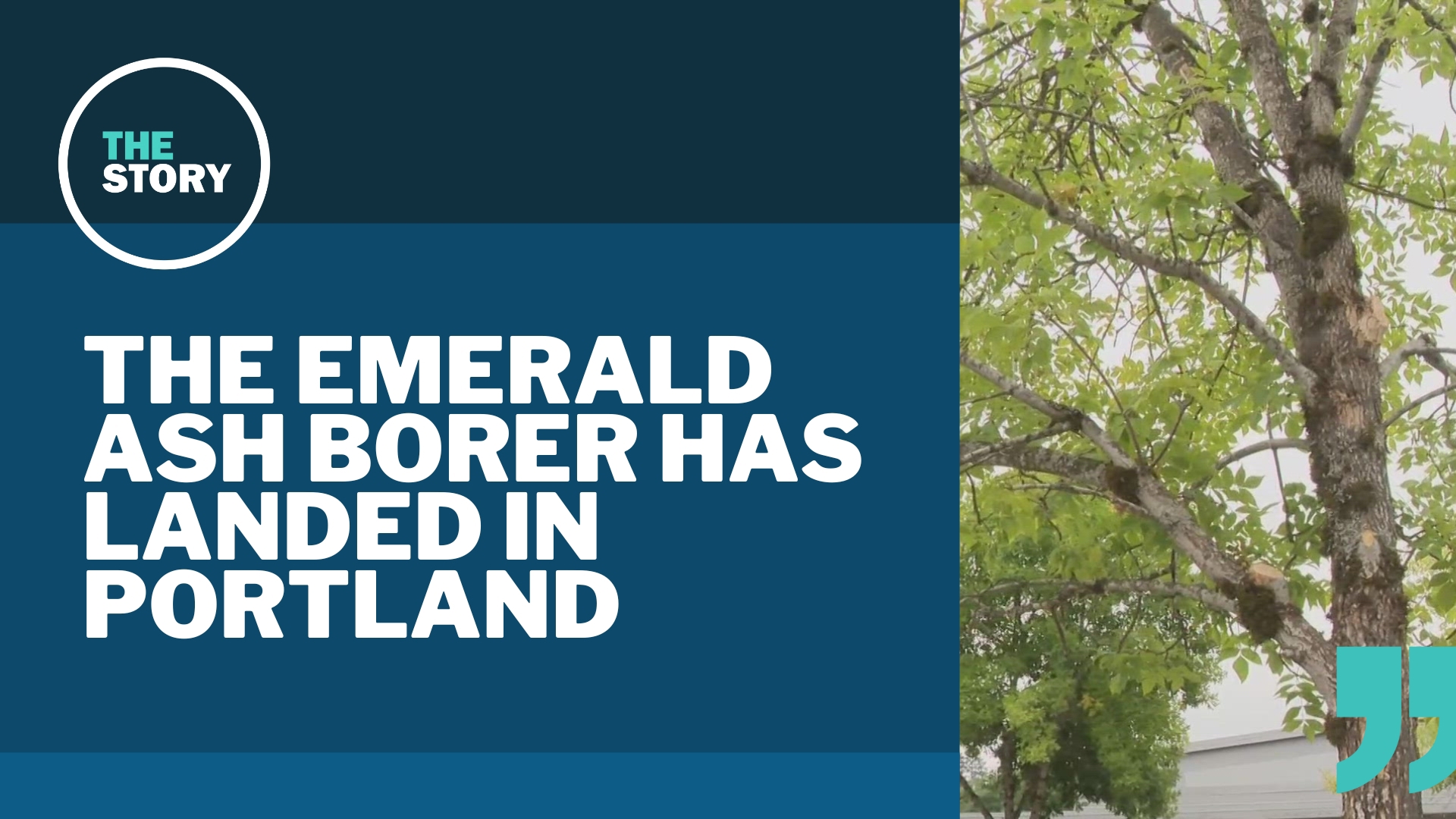Invasive emerald ash borer discovered in Portland: County quarantined ...