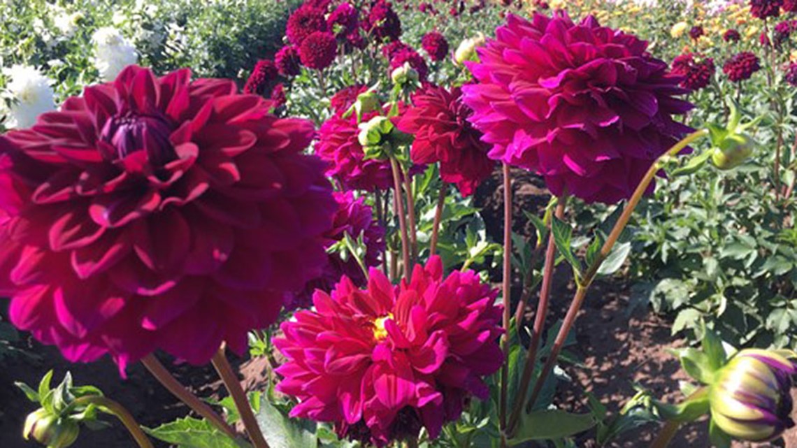The Swan Island Dahlia festival starts Aug. 24 near Canby | kgw.com