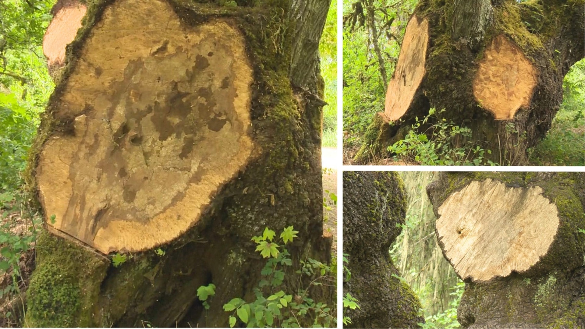 Thieves with chainsaws steal tree burls from Corvallis park | kgw.com