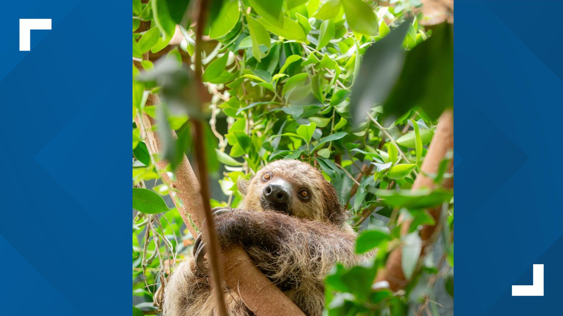 Oregon Zoo has new two-toed sloth | kgw.com