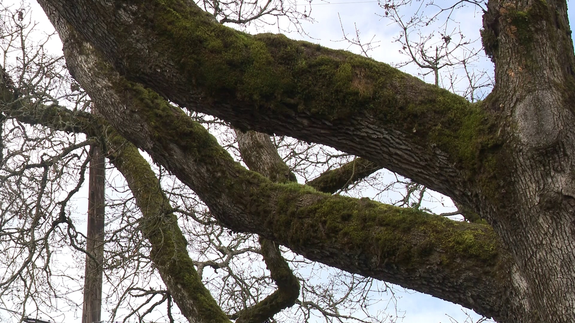 Salem preparing to remove city’s oldest known street-side tree due to ...