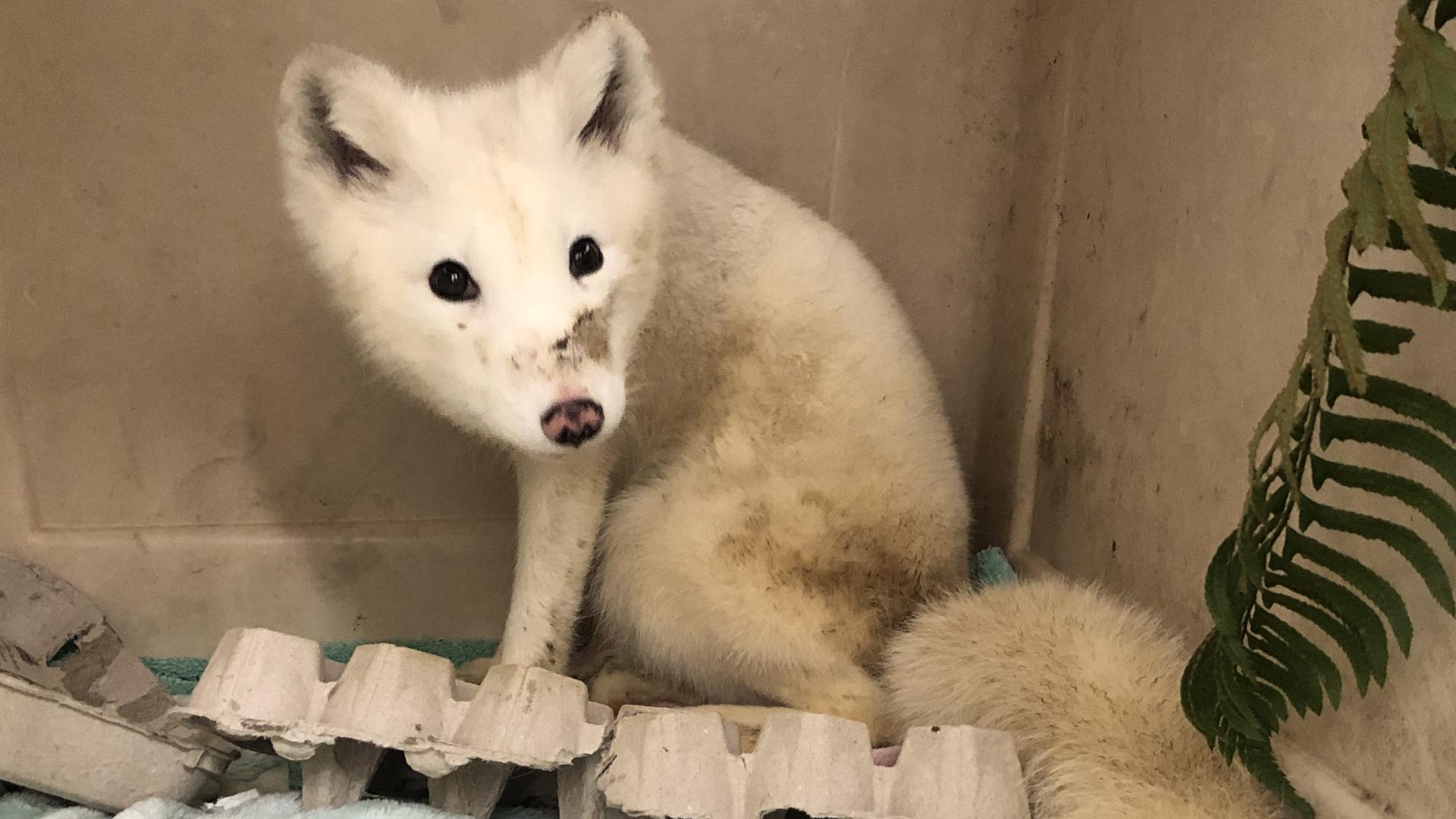 Arctic fox found in Portland taken to wildlife hospital | kgw.com