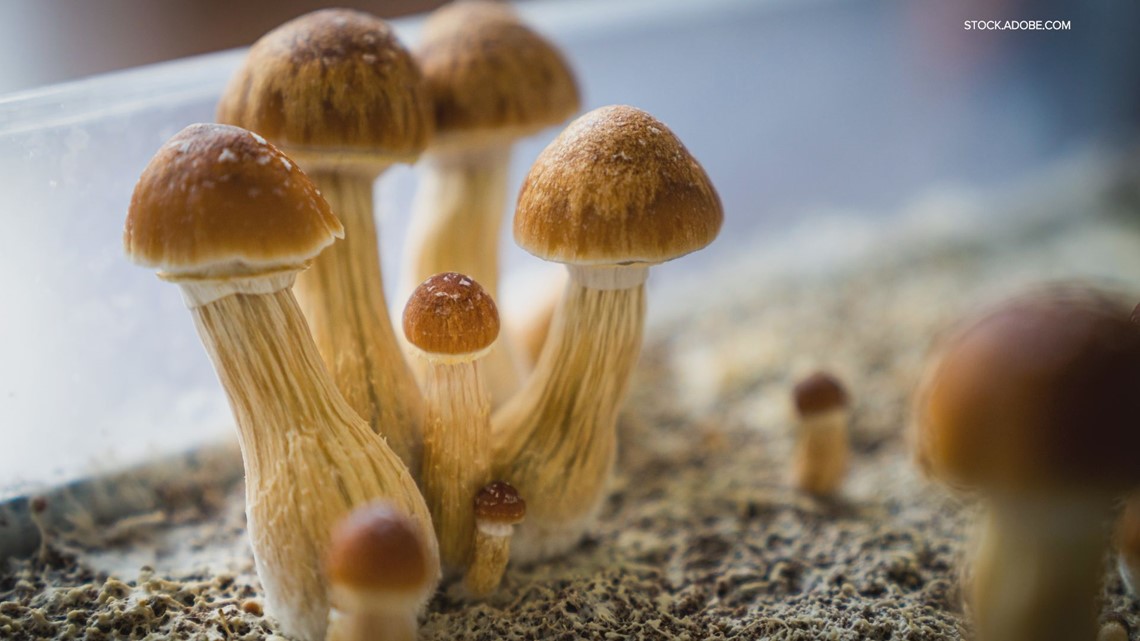 Portland lab is first in Oregon licensed to test legal psilocybin | kgw.com