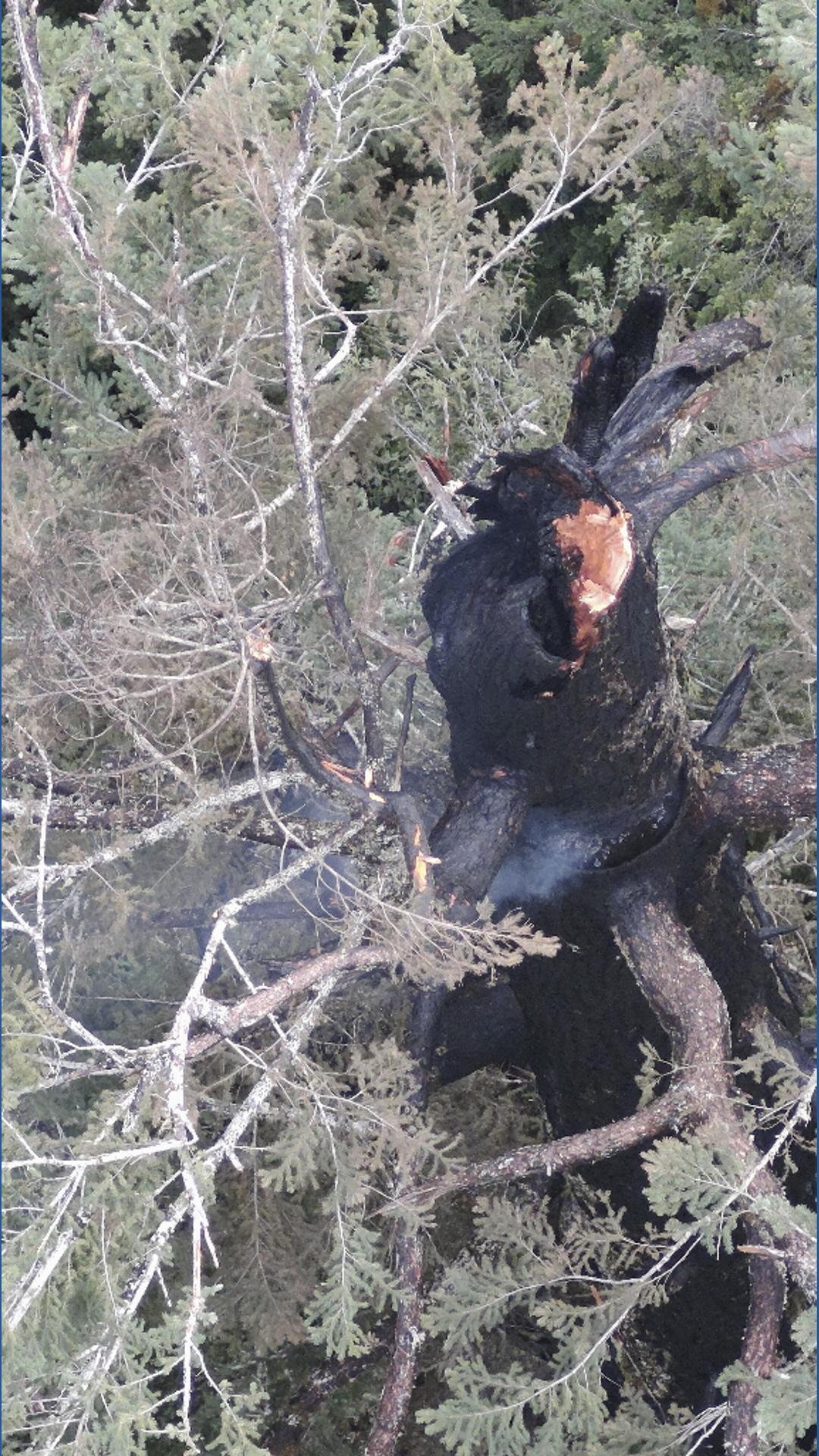 Fire burning one of the world's tallest trees near Oregon coast | kgw.com