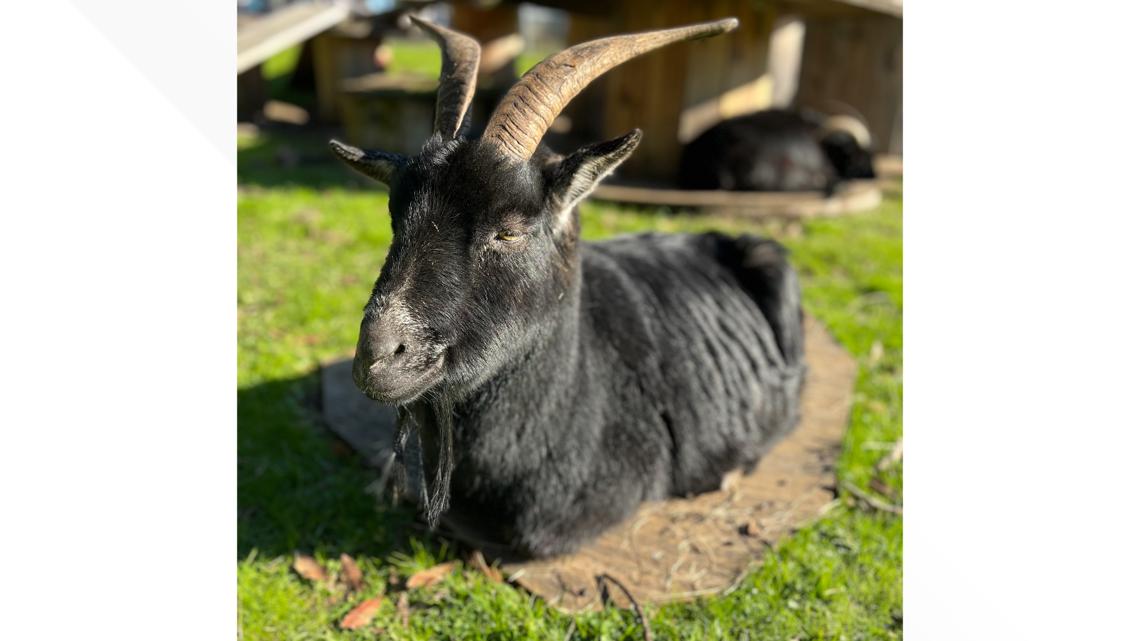 Portland's Belmont Goats looking for new, permanent home | kgw.com