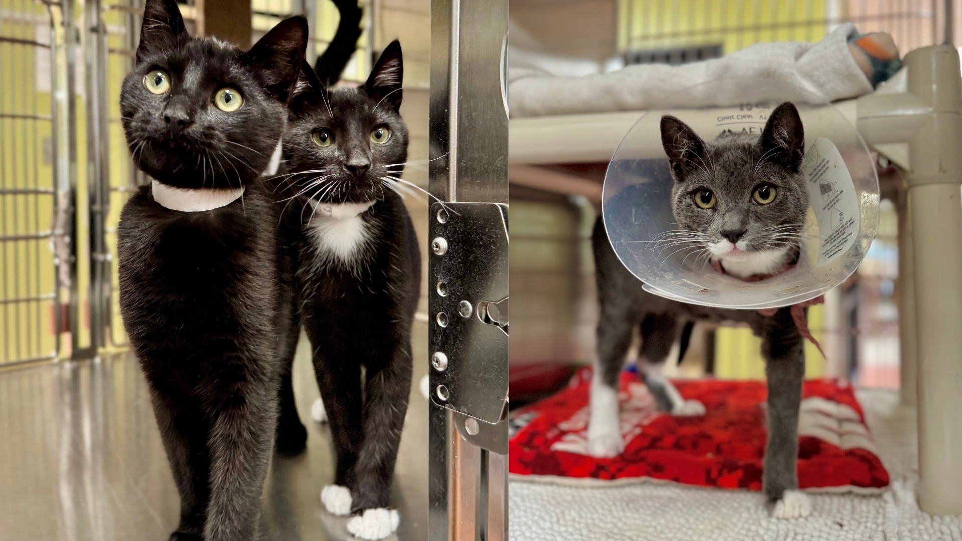 Humane Society for Southwest Washington waives cat adoption fees | kgw.com